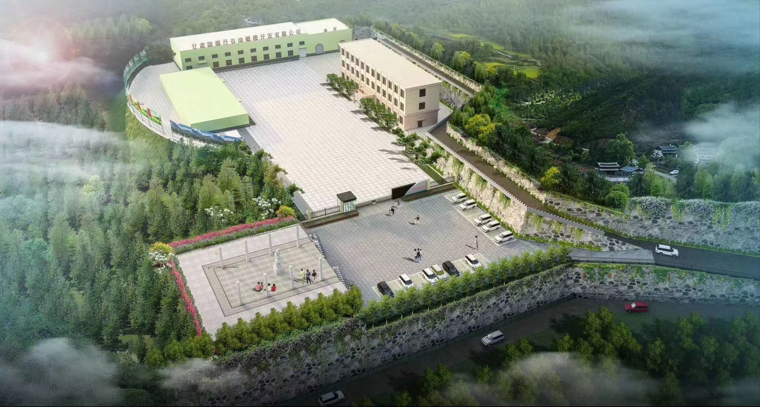 青子当秋熟，陇南“小橄榄”变身“大产业” - 融媒聚焦 - 新湖南